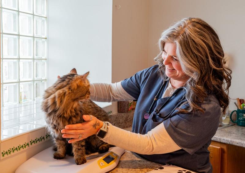 The Cat Doctor Portland veterinarians